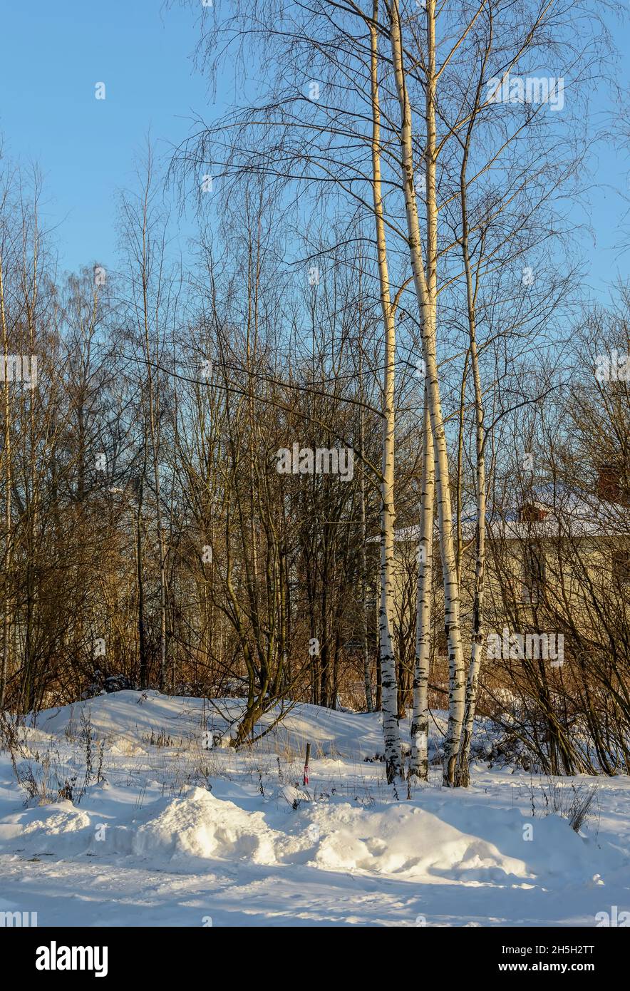 Remains of old wooden houses in the village of Ust-Slavyanka in the area of the construction of ...