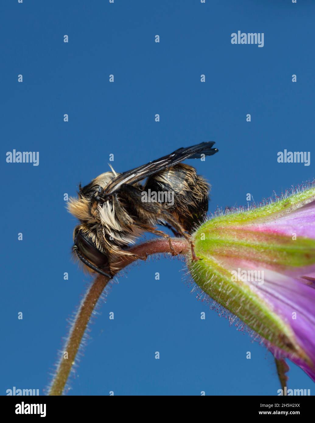 Male fork tailed flower bee, Anthophora furcata resting on wood ...