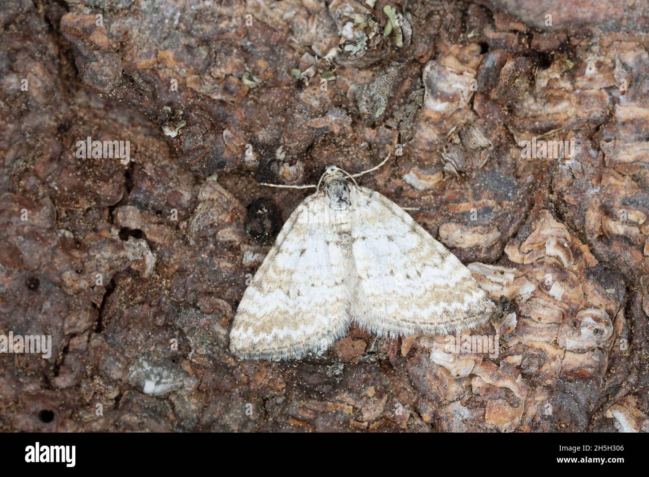 Rivulet hi-res stock photography and images - Alamy