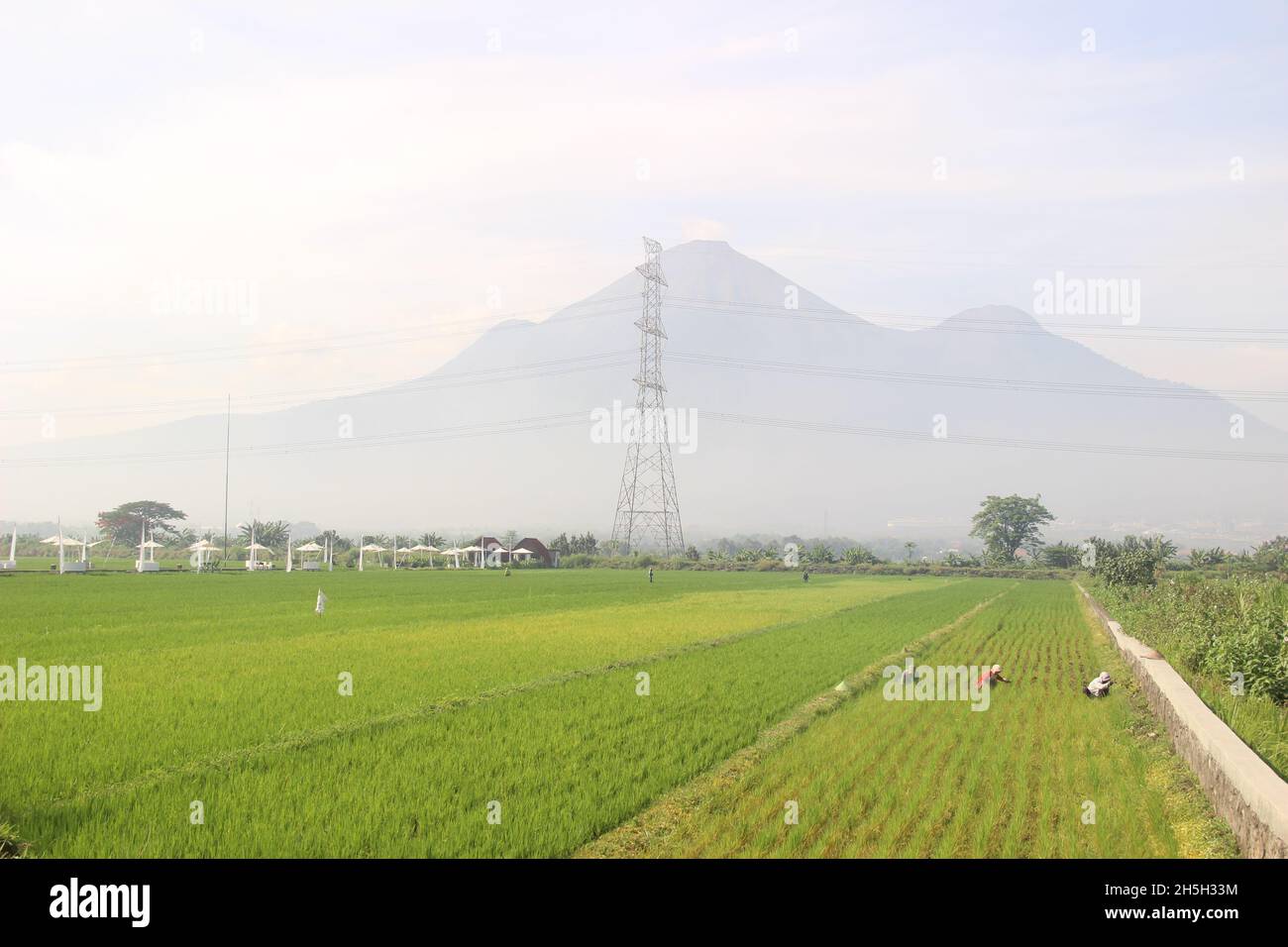 Green rice terraces East Java, Indonesia. The view of the green rice ...