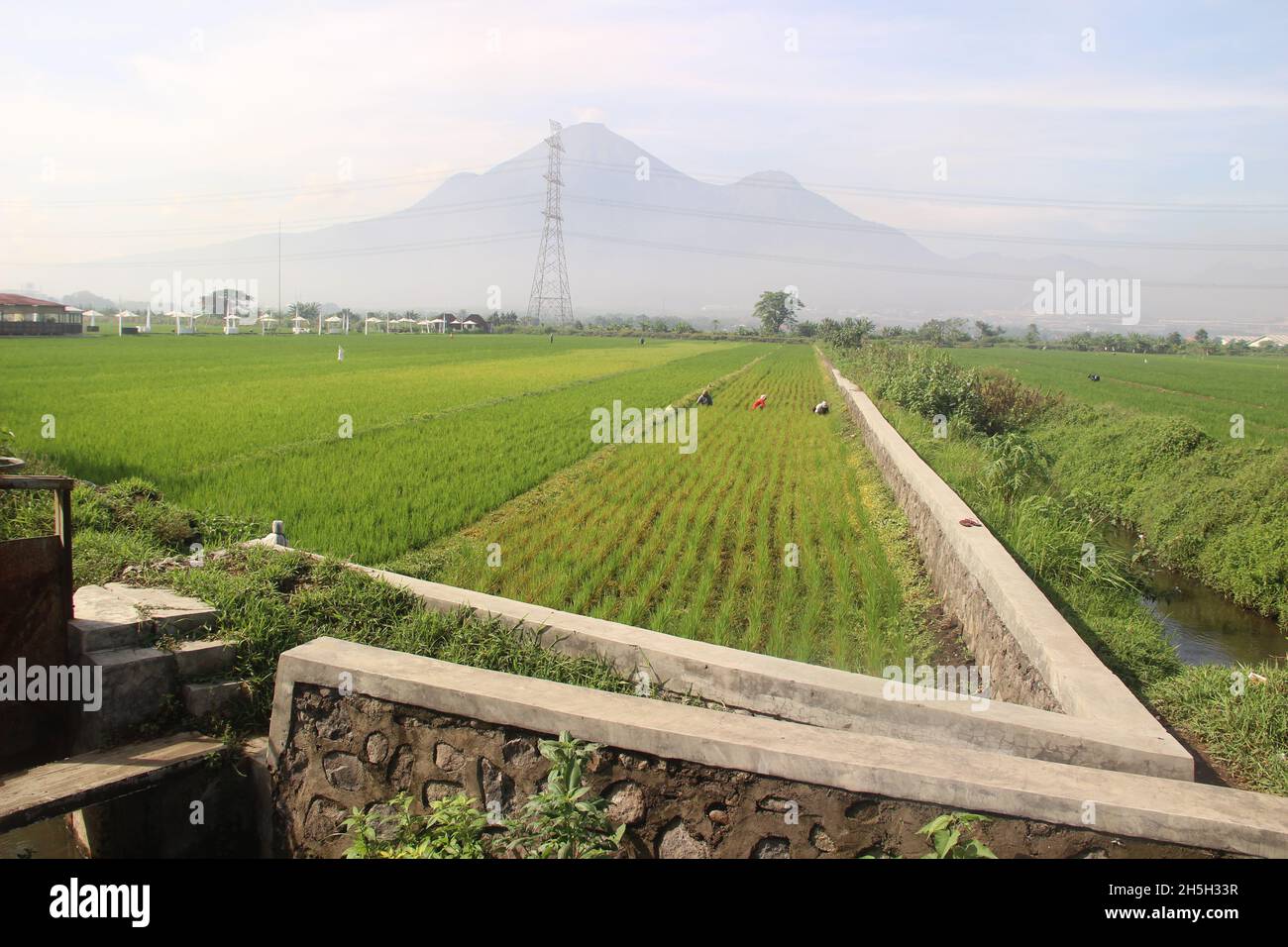 Green rice terraces East Java, Indonesia. The view of the green rice ...