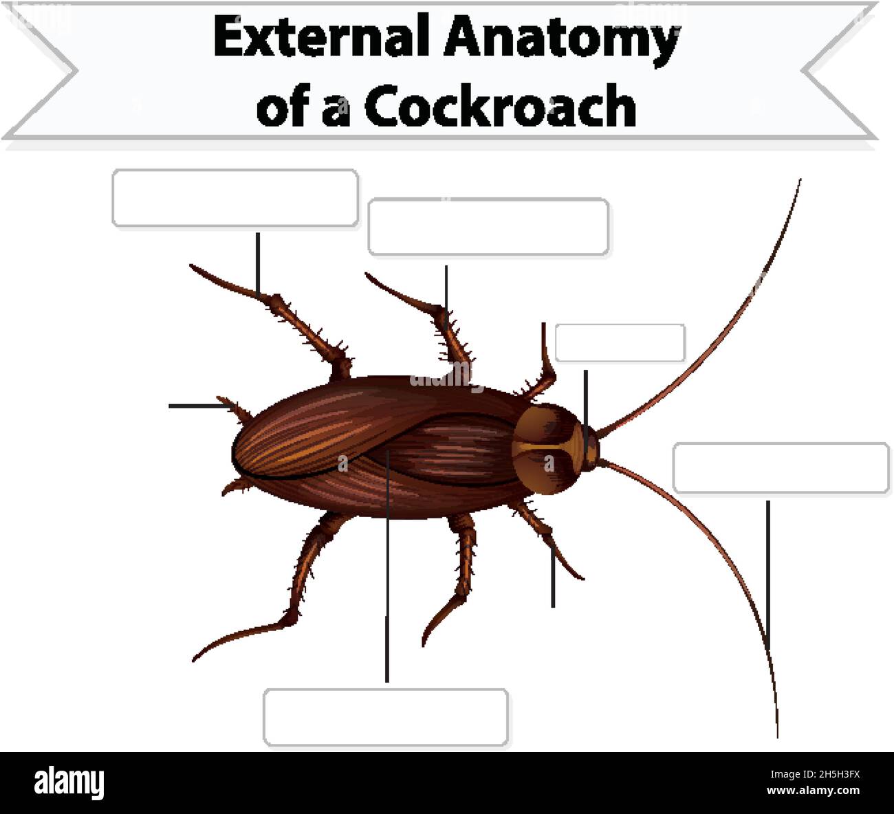 External Anatomy of a cockroach worksheet illustration Stock Vector ...