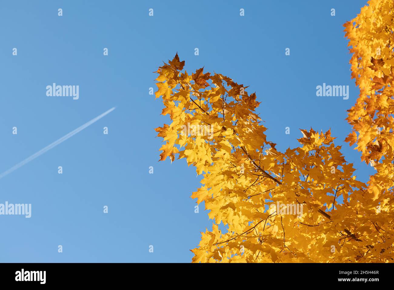A jet airplane flies over autumn trees at Crapo Park in Burlington ...