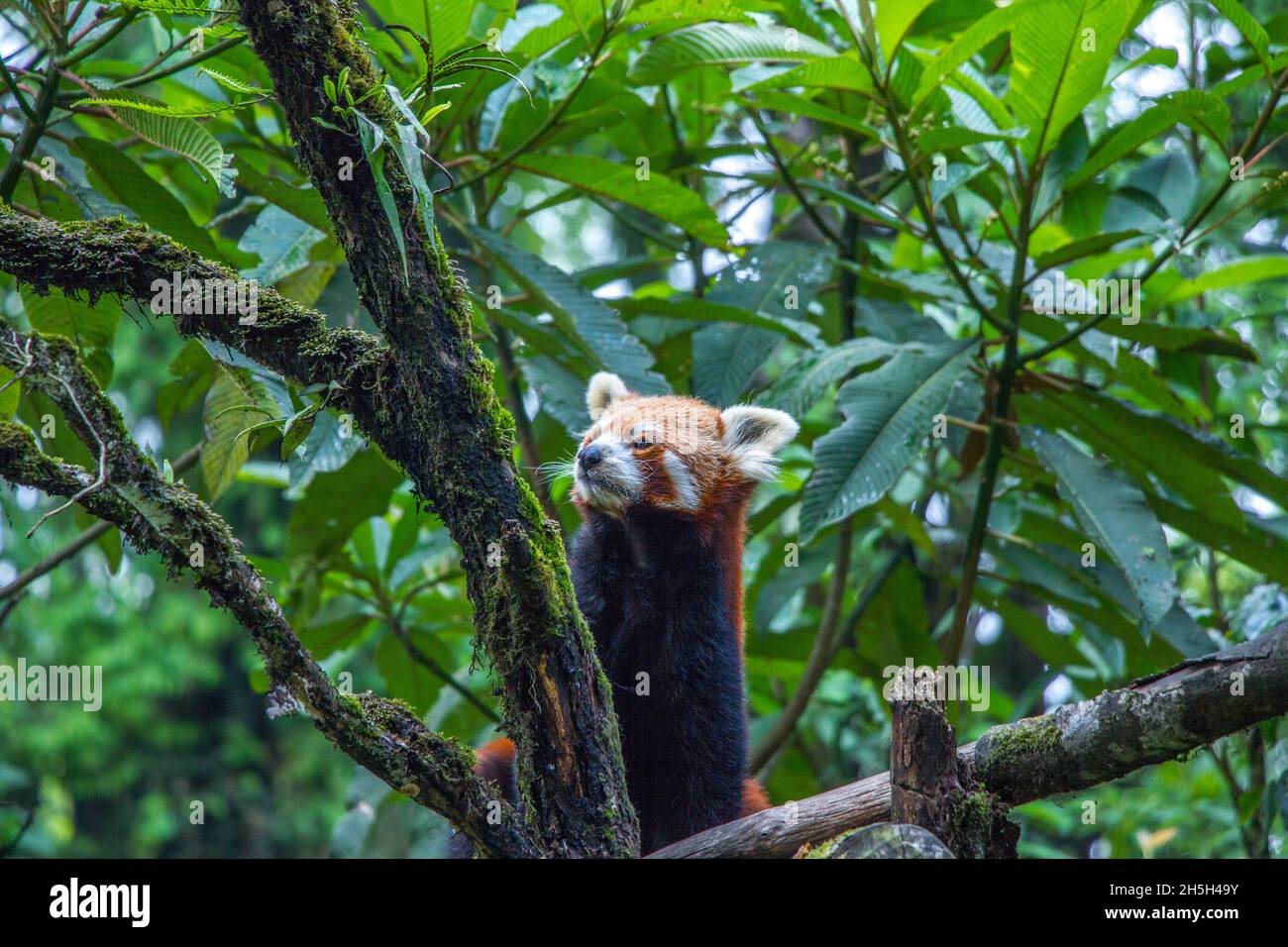 Red Panda - Darjeeling, India Stock Photo - Alamy