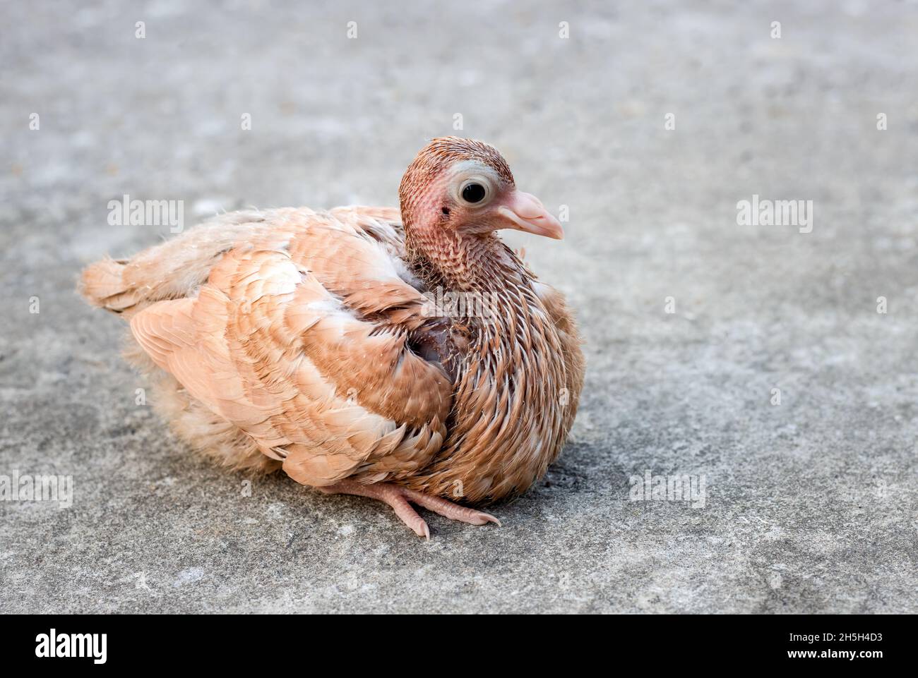 Domestic young pigeon chick close up view on the rooftop Stock Photo ...