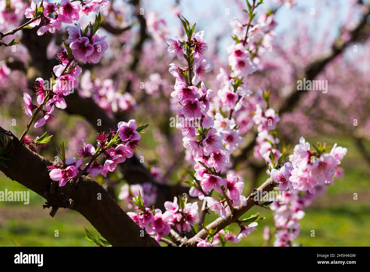 Blossoming peach trees Stock Photo - Alamy