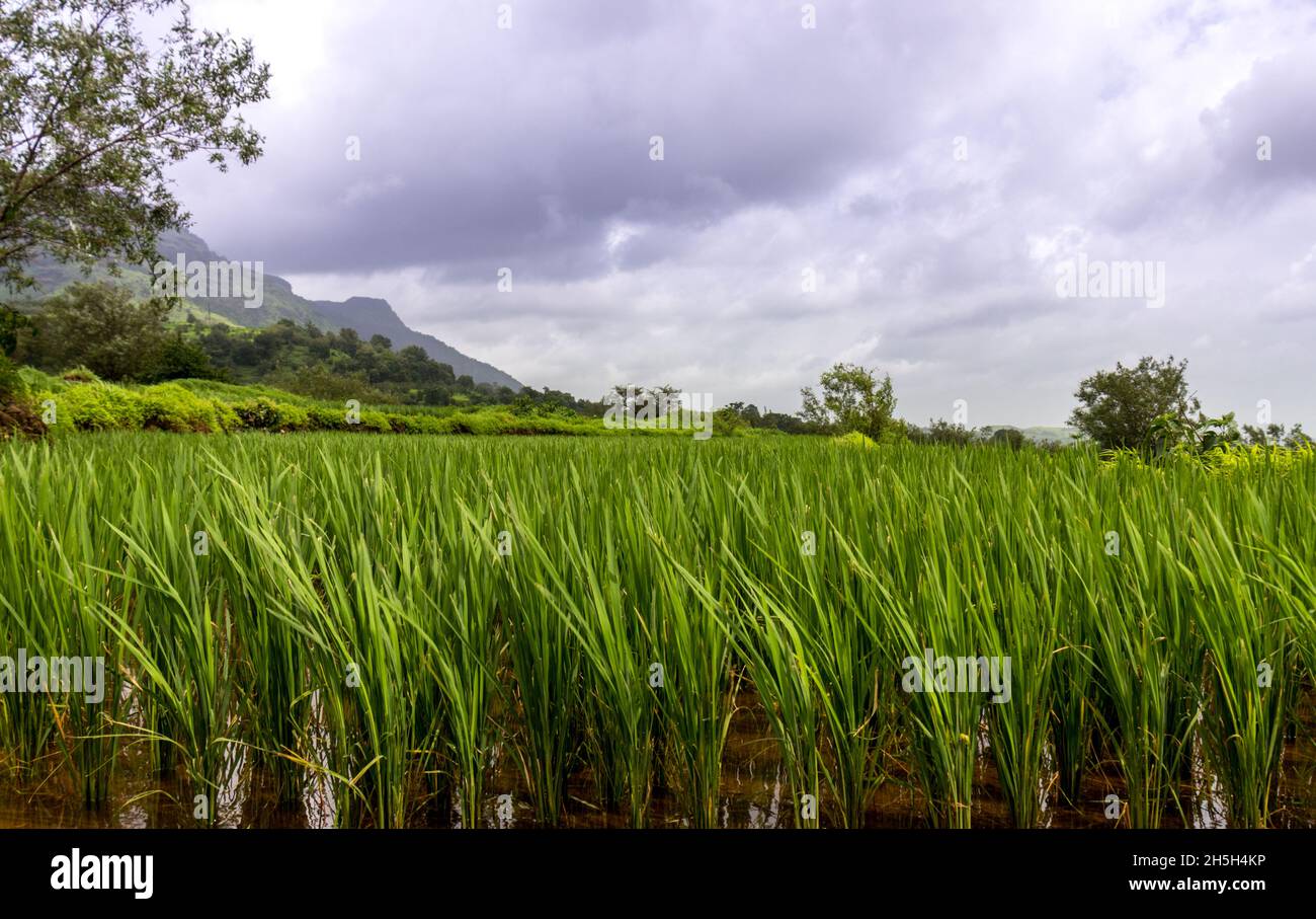 Rice paddy field on mountain slopes of Garbett plateau Stock Photo - Alamy