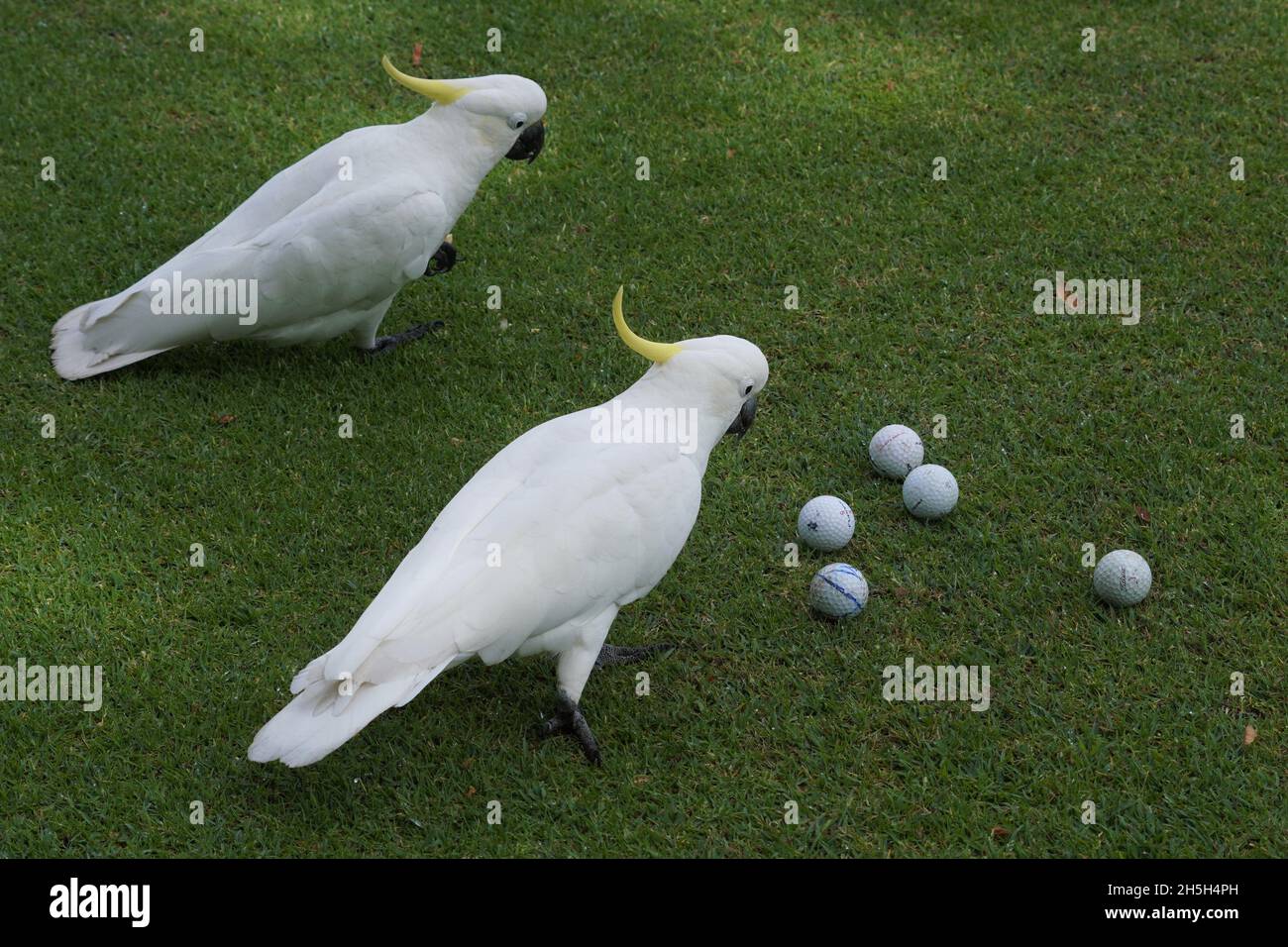 Inspecting golf ball hi-res stock photography and images - Alamy