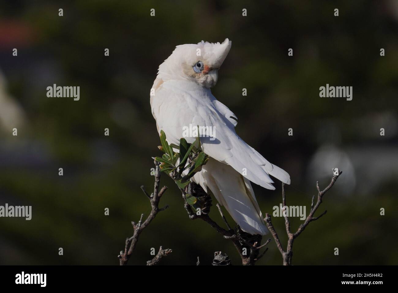 Corella in a tree hi-res stock photography and images - Alamy