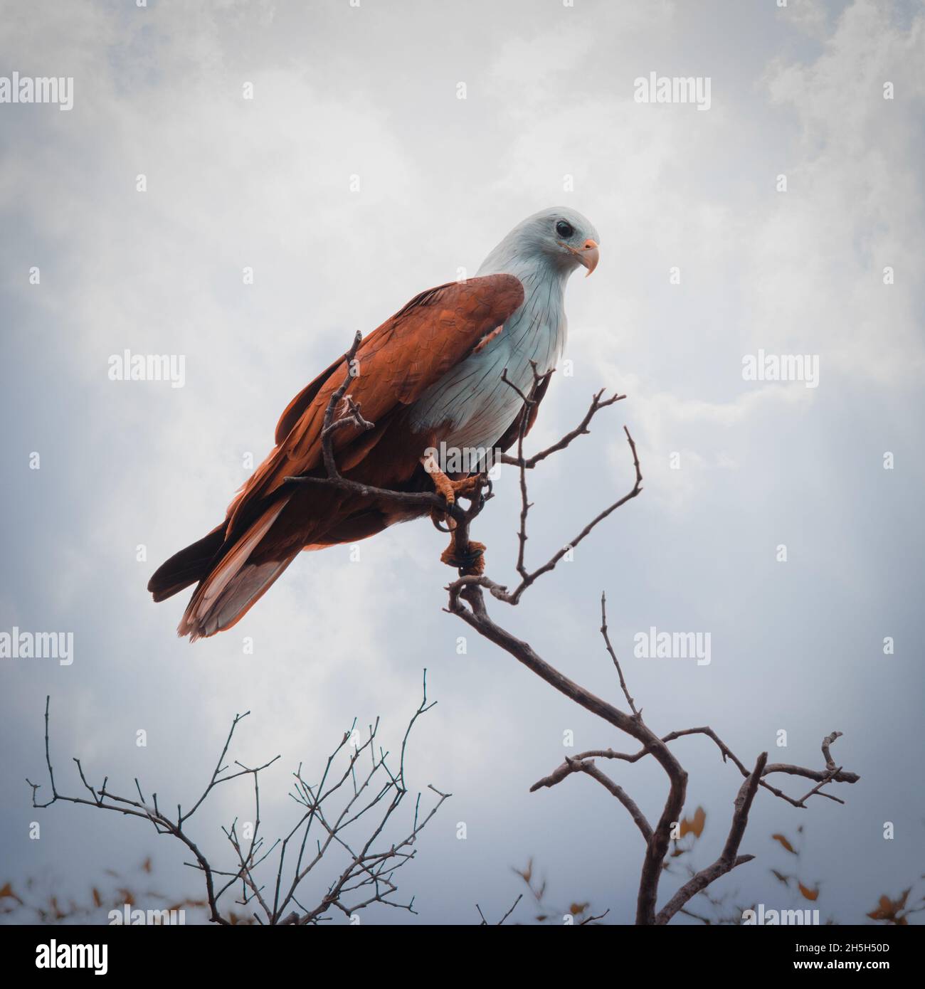 Brahminy kite wings hi-res stock photography and images - Alamy