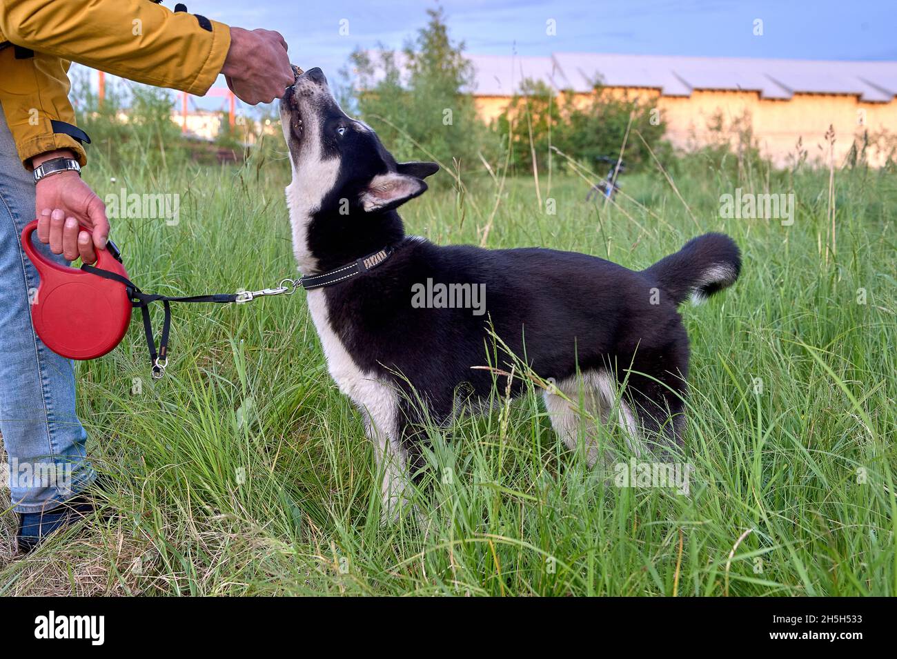 A husky dog holds onto a stick and plays Stock Photo - Alamy