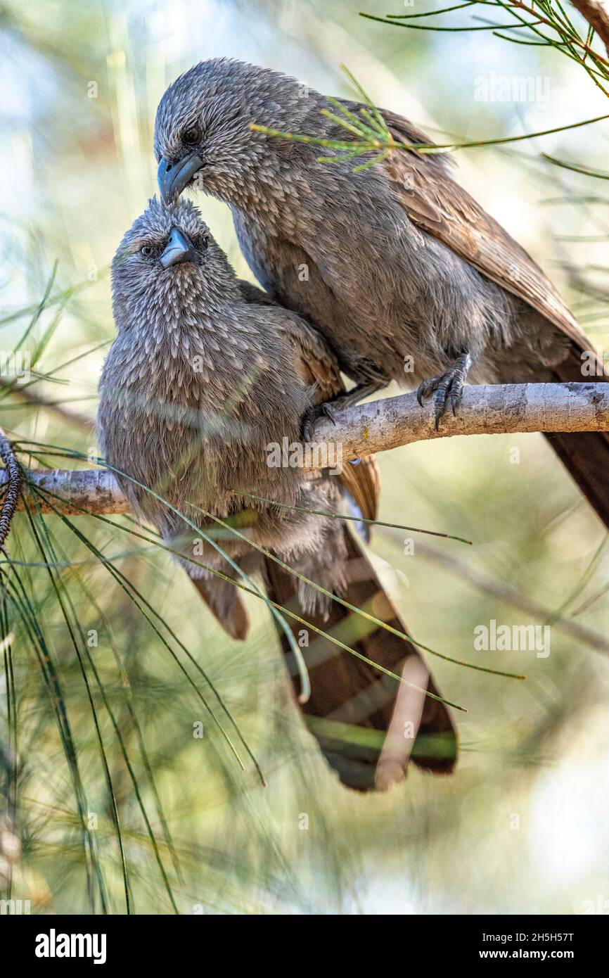 Native australian birds hi-res stock photography and images - Alamy