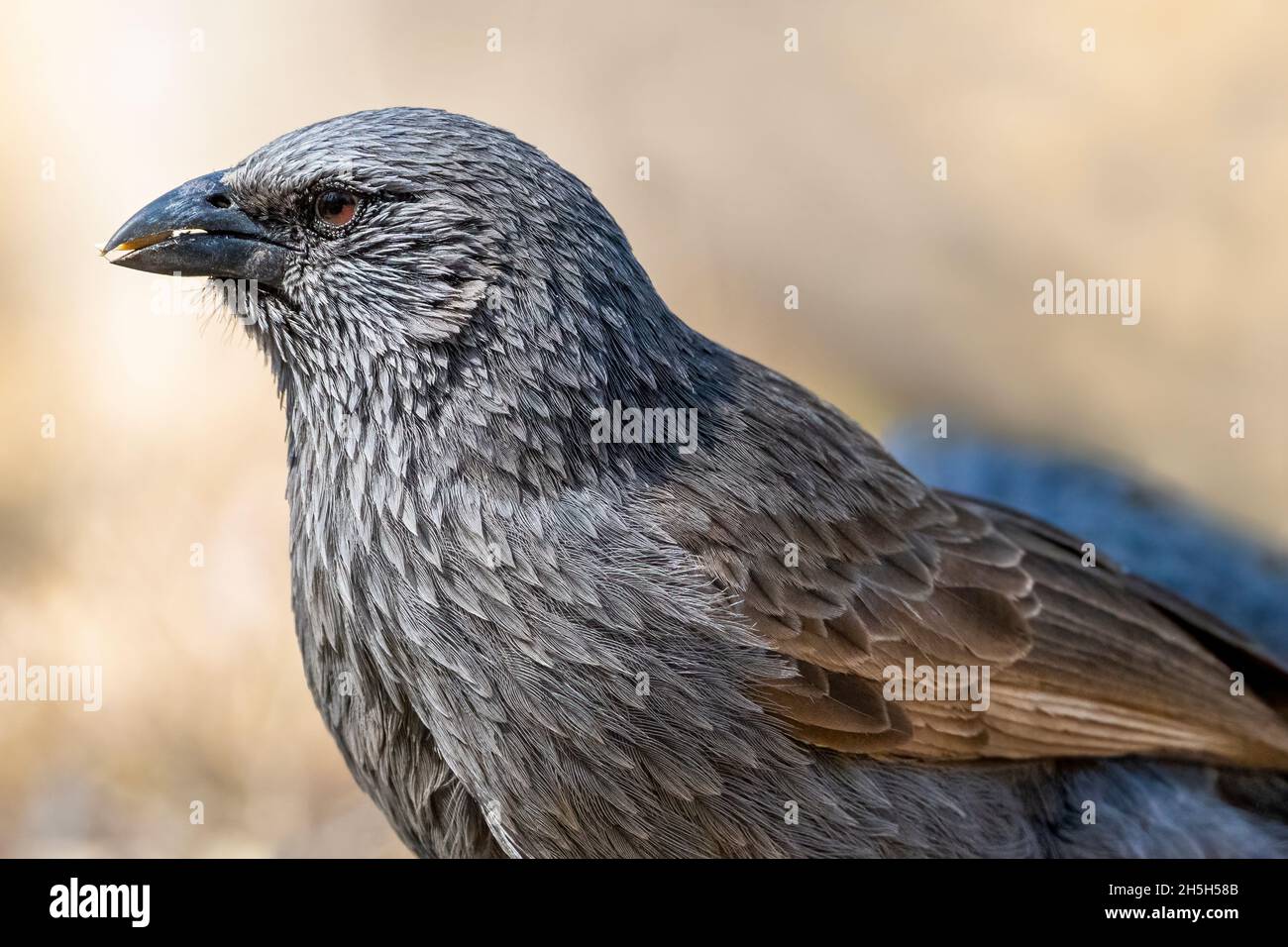 Apostlebird (Struthidea cinerea) on the ground. North Queensland ...