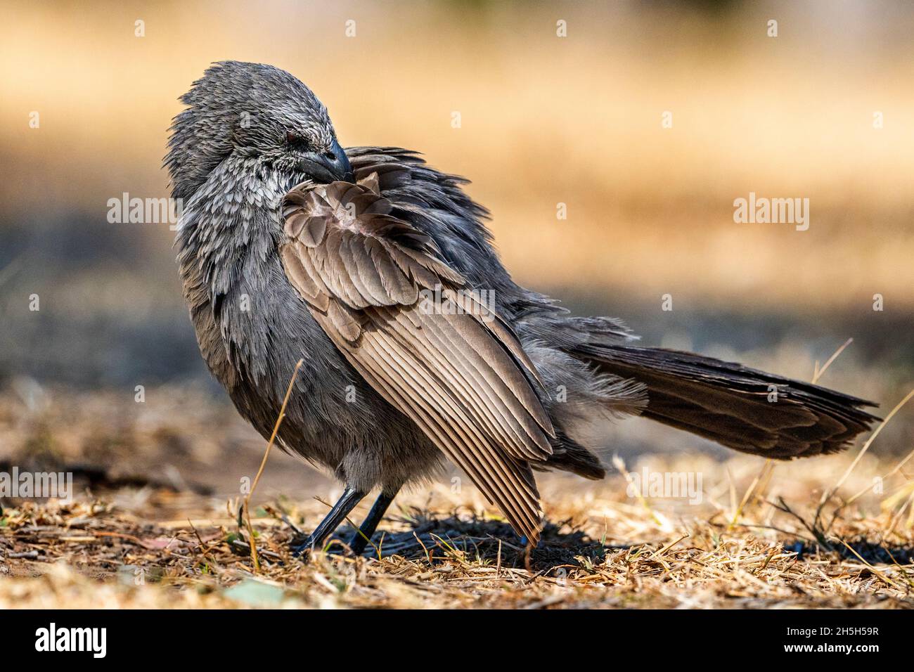 Australian birds preening hi-res stock photography and images - Alamy