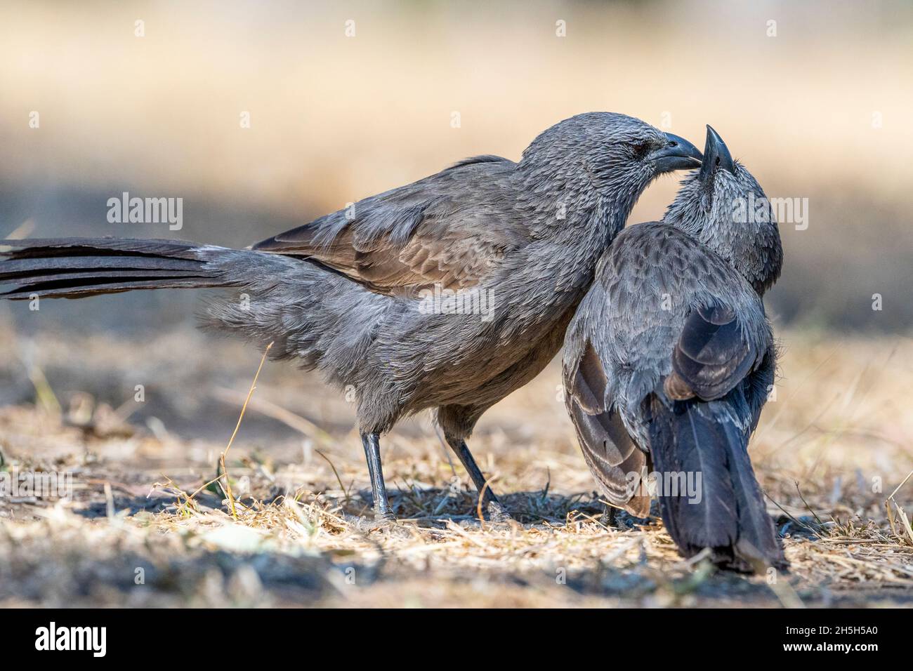 Native australian birds hi-res stock photography and images - Alamy