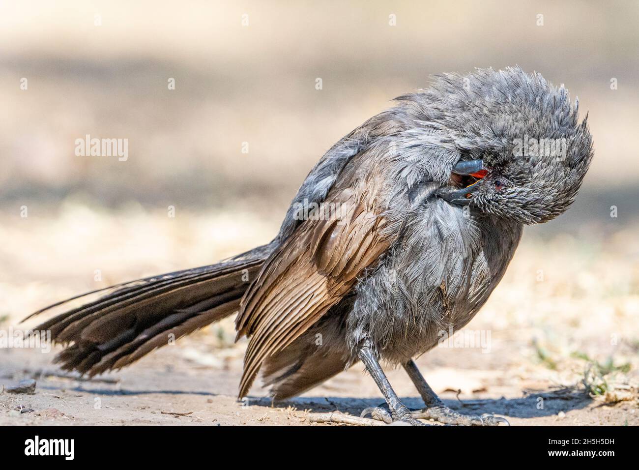 Australia bird apostlebird hi-res stock photography and images - Alamy