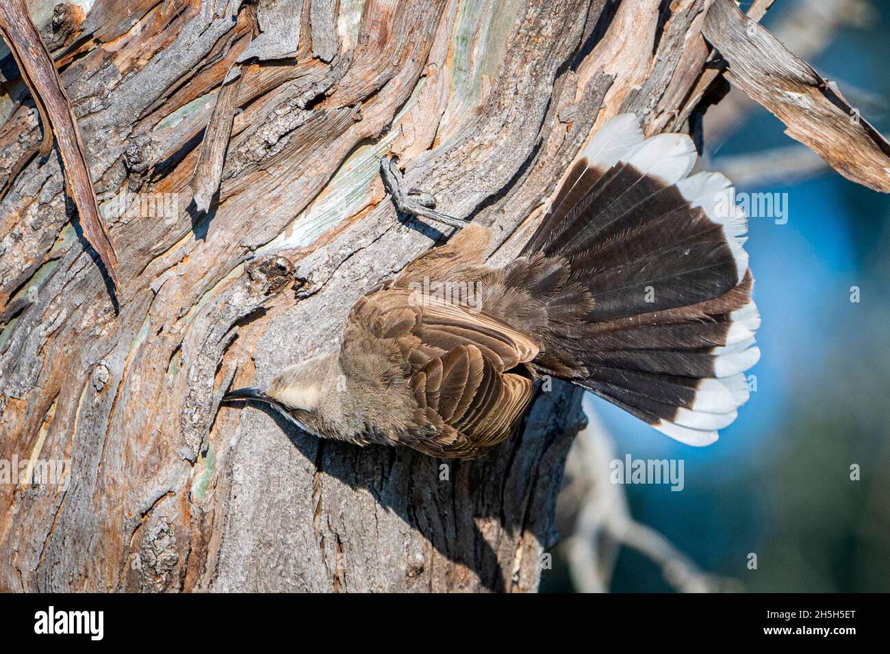 Australian native endemic insect fauna hi-res stock photography and ...