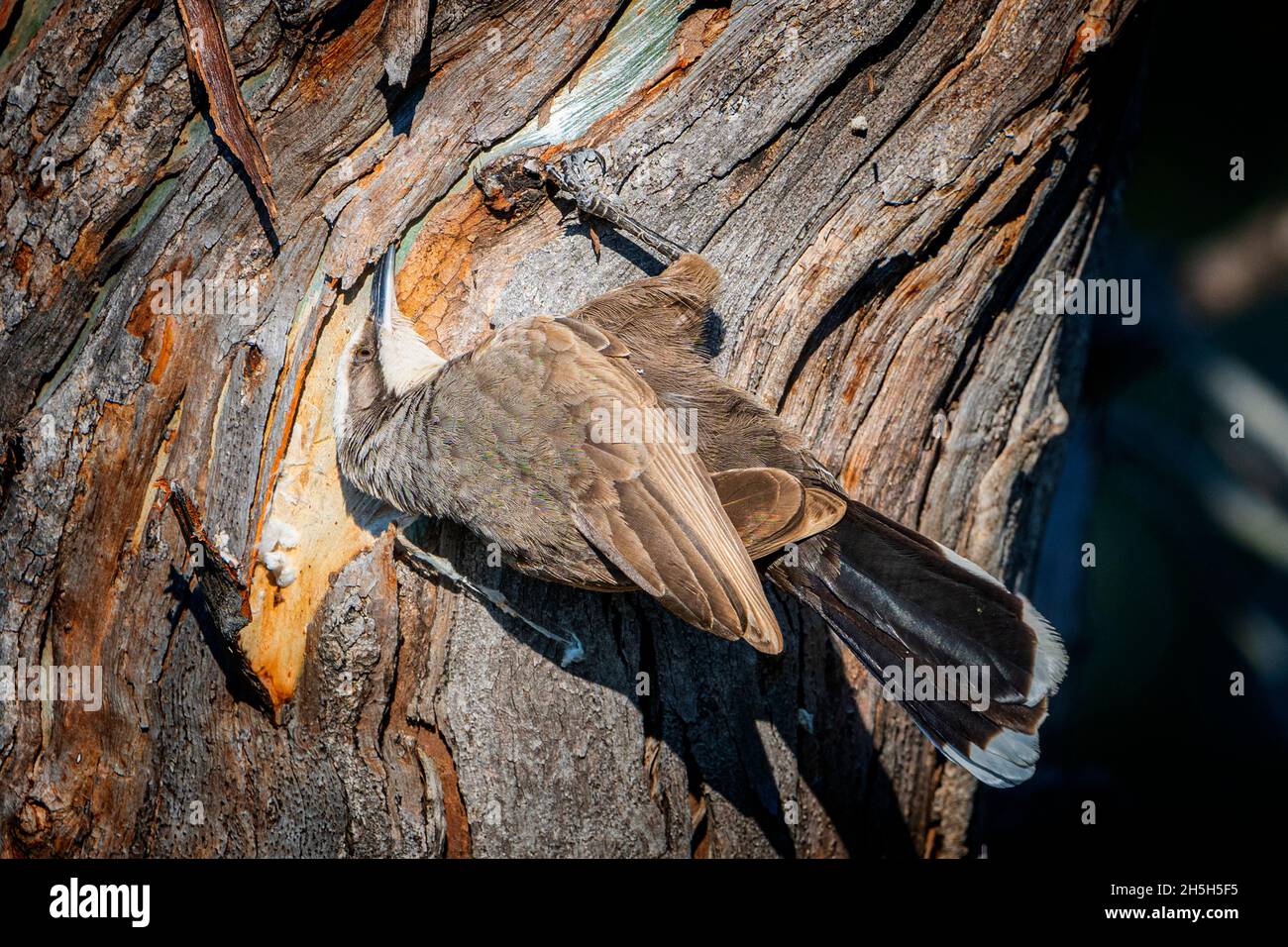 Australian native endemic insect fauna hi-res stock photography and ...