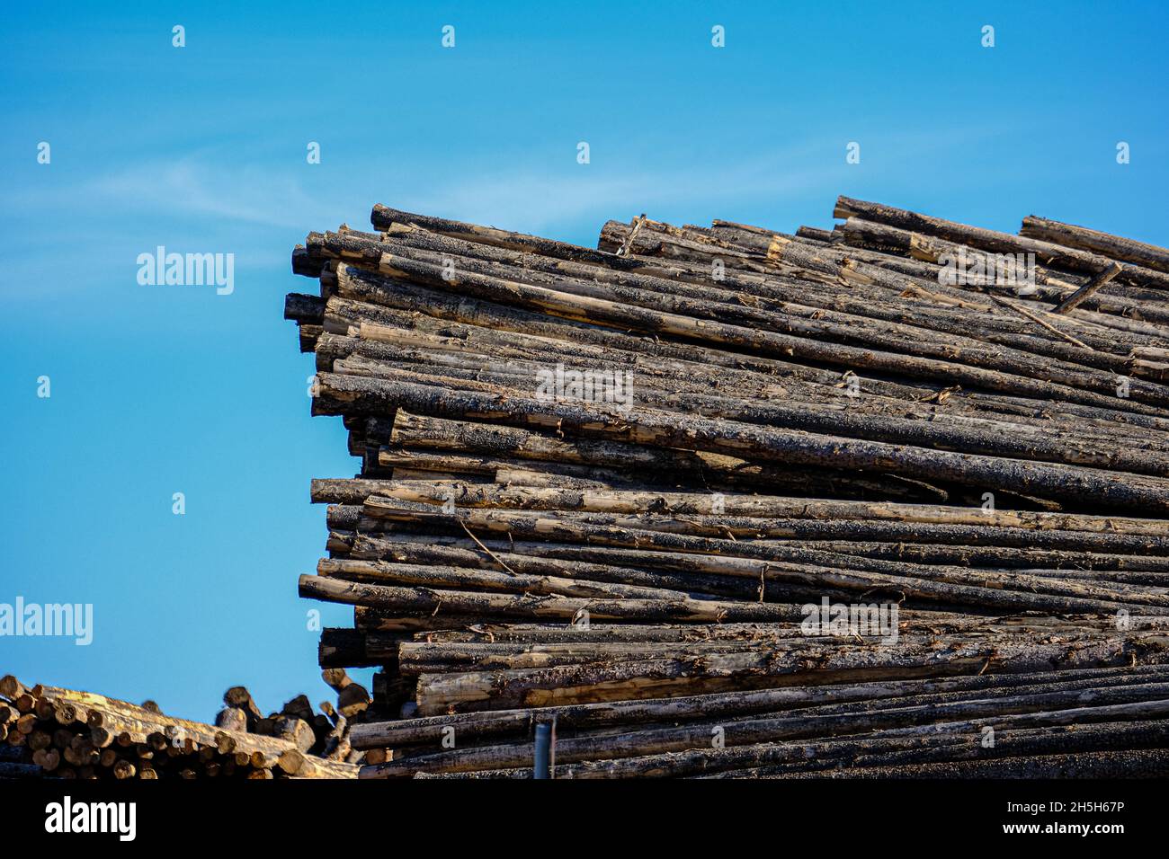 stacks of cut lumber wood tree trunks in lumber yard Stock Photo - Alamy