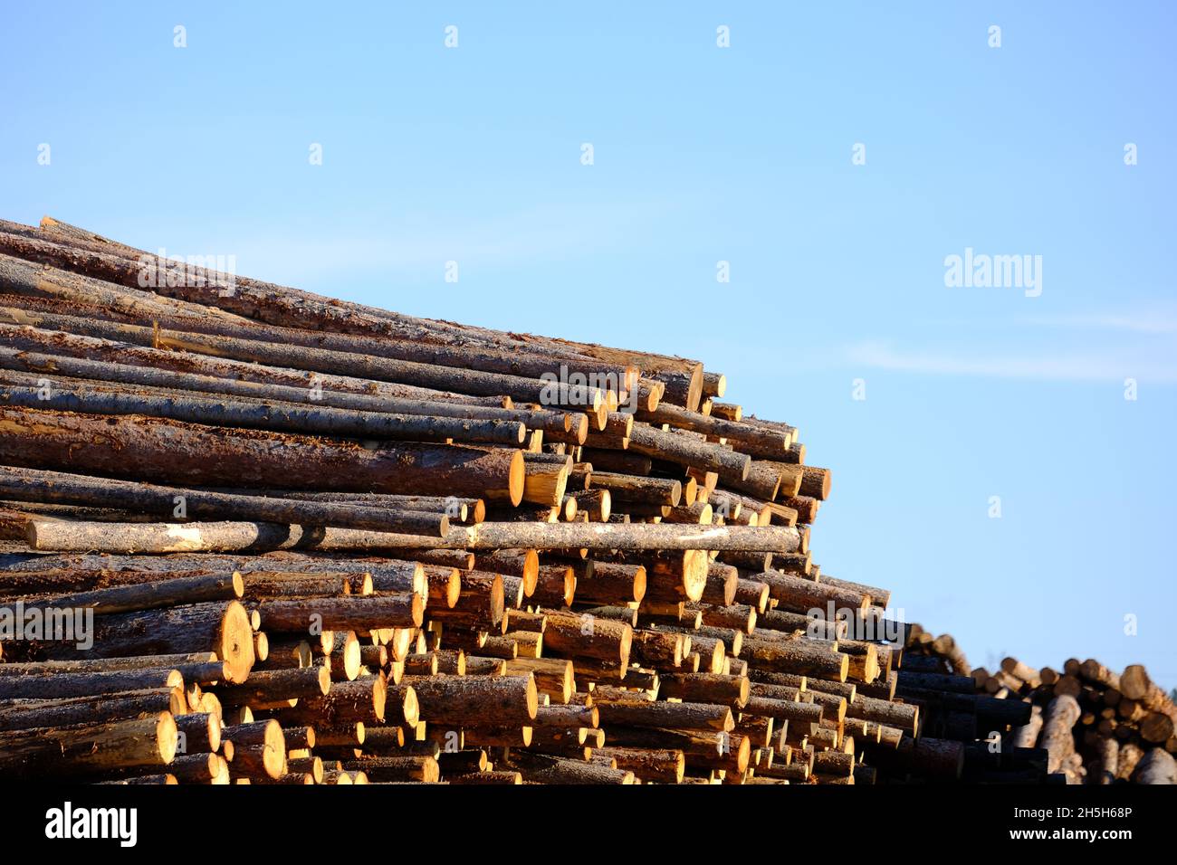 stacks of cut lumber wood tree trunks in lumber yard Stock Photo - Alamy