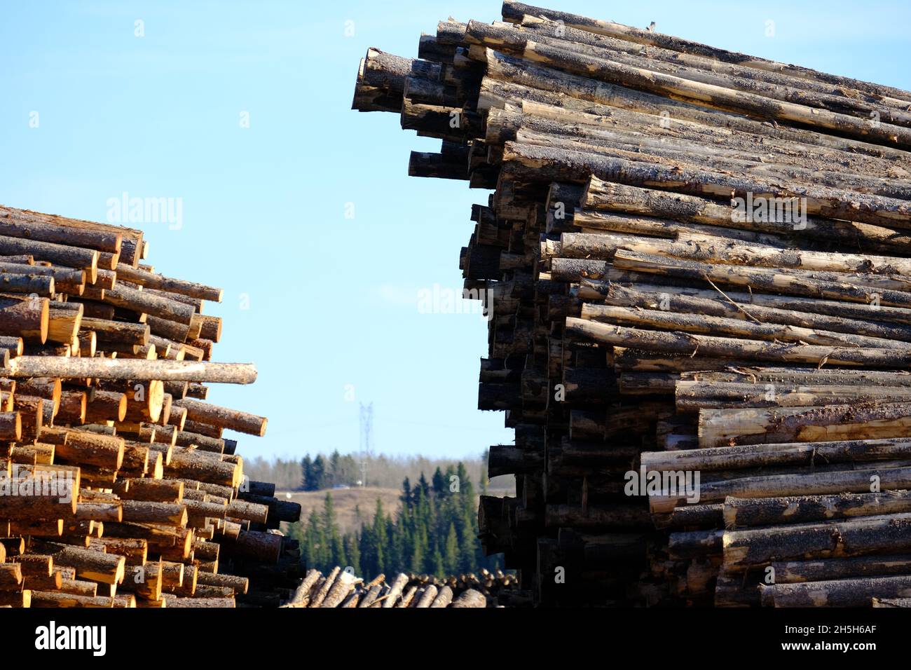 stacks of cut lumber wood tree trunks in lumber yard Stock Photo - Alamy