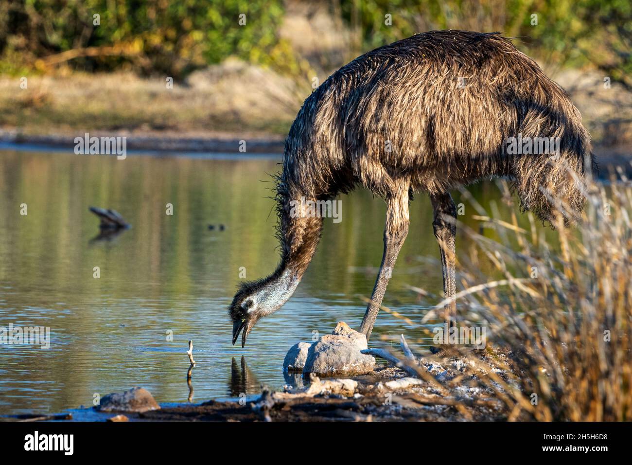 Emu drinking water hi-res stock photography and images - Alamy