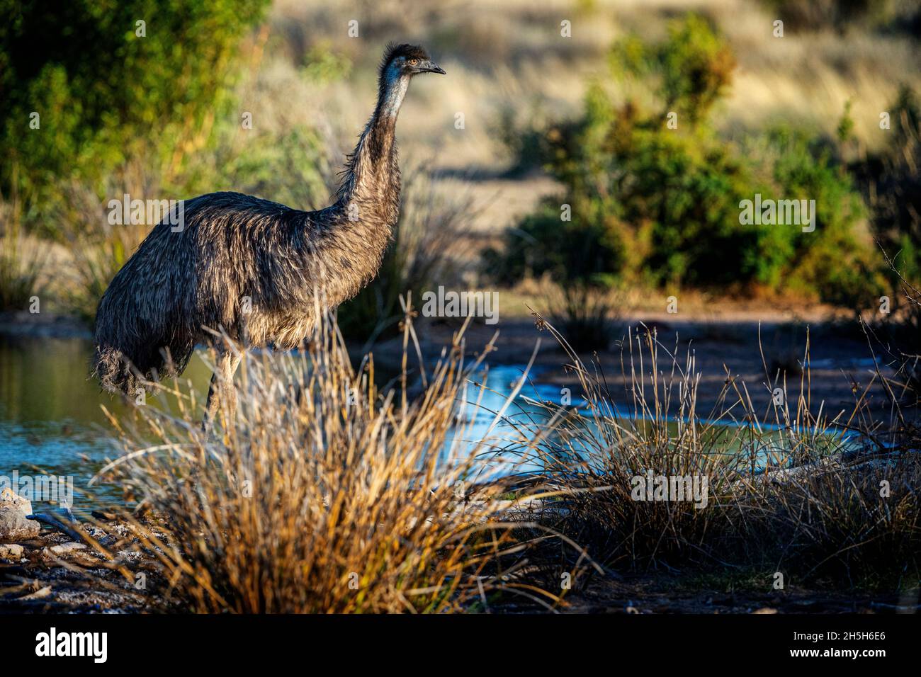 Australian native water birds hi-res stock photography and images - Alamy