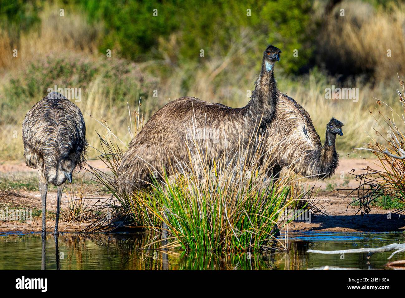 Australian native water birds hi-res stock photography and images - Alamy