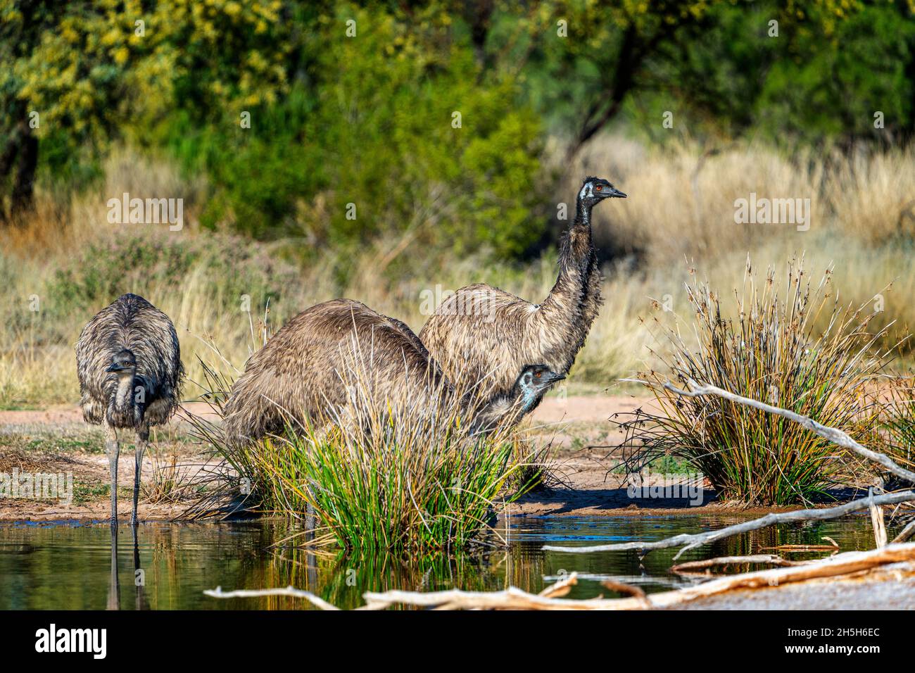 Mob of emu hi-res stock photography and images - Alamy