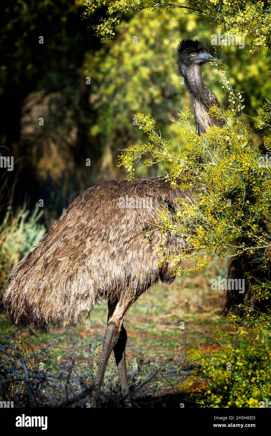 Emus (Dromaius novaehollandiae) grazing in woodland, Cunnamulla ...
