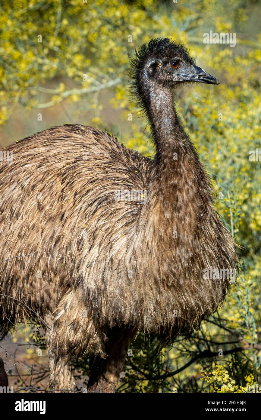 Iconic large flightless birds hi-res stock photography and images - Alamy