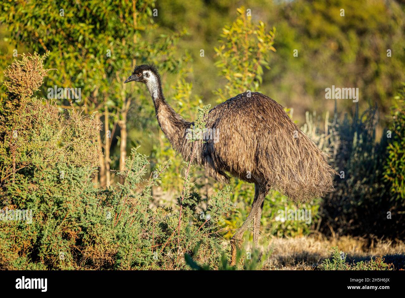 Emus (Dromaius novaehollandiae) grazing in woodland, Cunnamulla ...