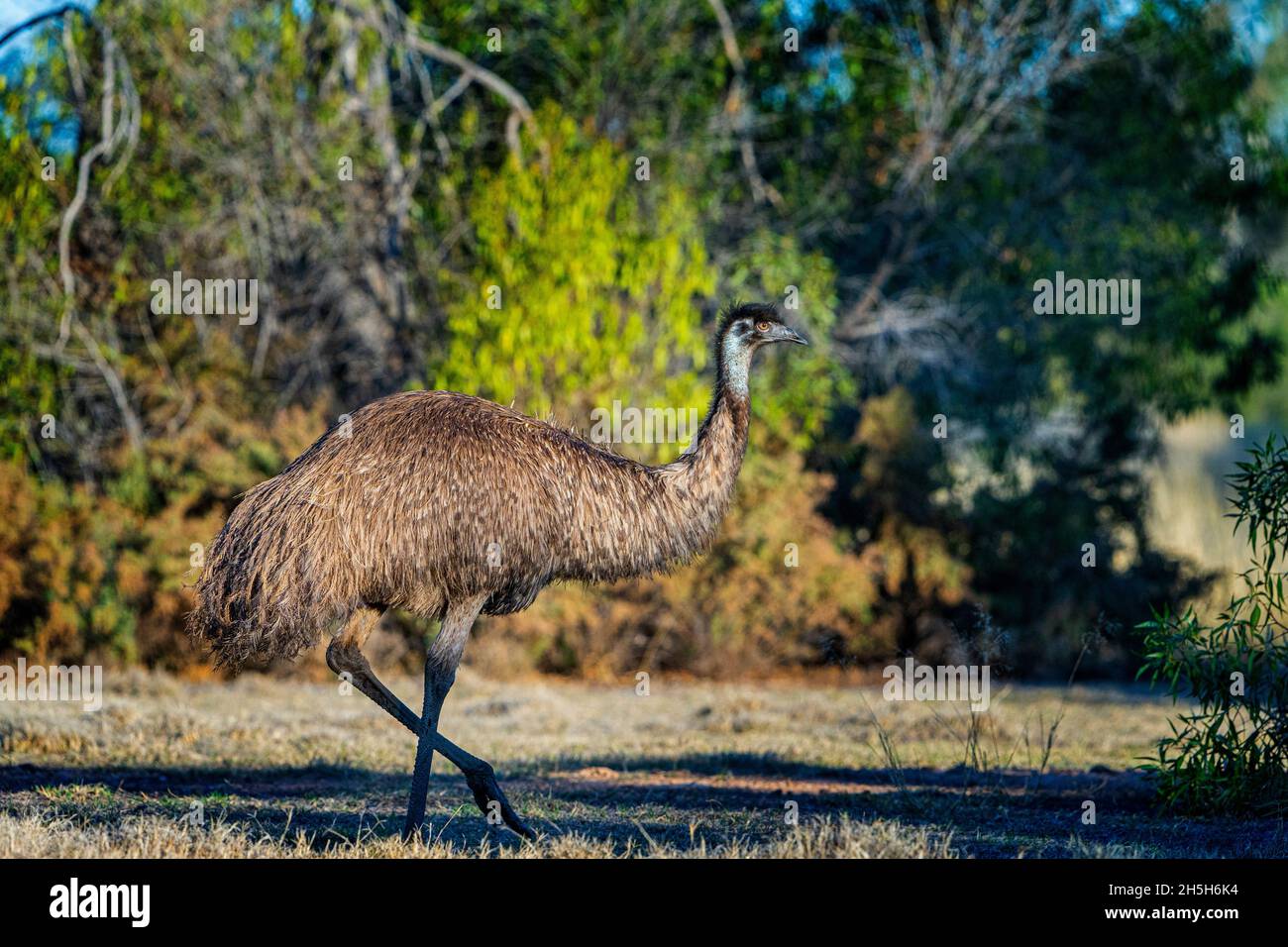 Emus (Dromaius novaehollandiae) grazing in woodland, Cunnamulla ...