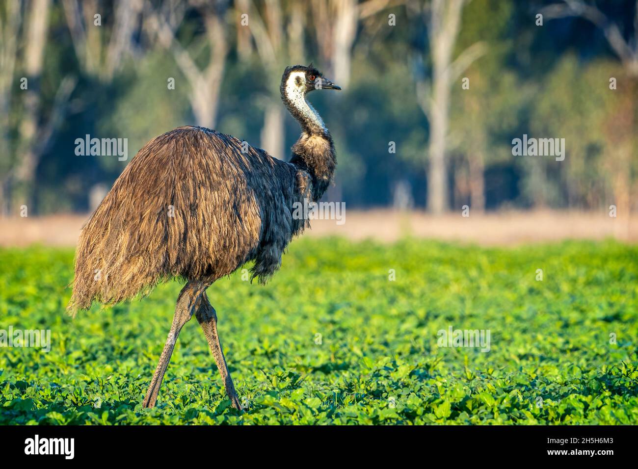 Old Man Emu High Resolution Stock Photography and Images - Alamy