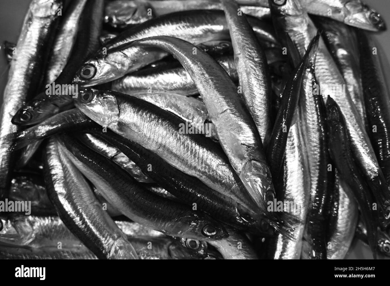 Fresh salted anchovies in a plate, monochrome photo Stock Photo - Alamy