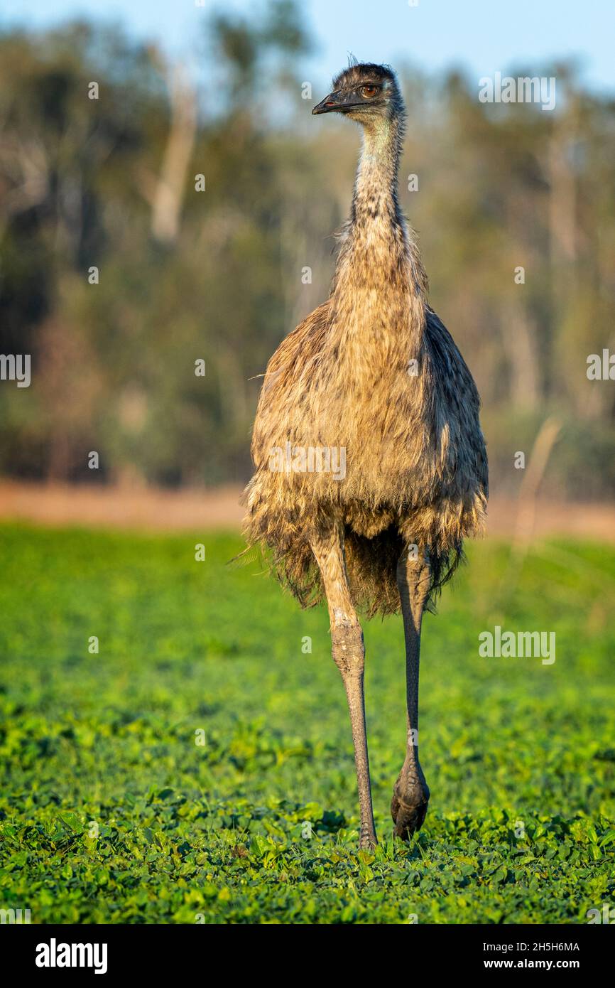 Emu (Dromaius novaehollandiae) walking across paddock at sunrise. Lake ...