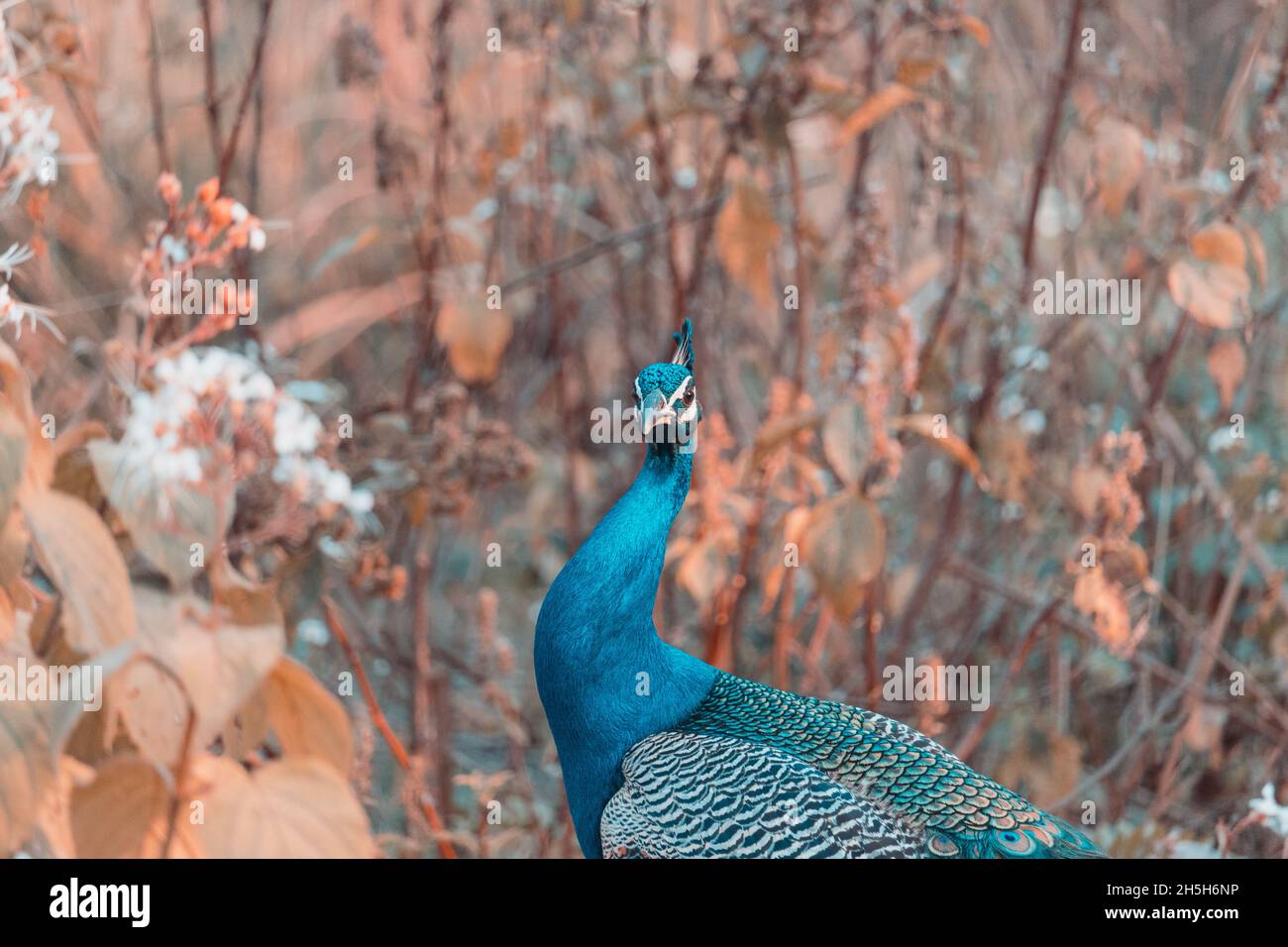Green peacock fish hi-res stock photography and images - Alamy