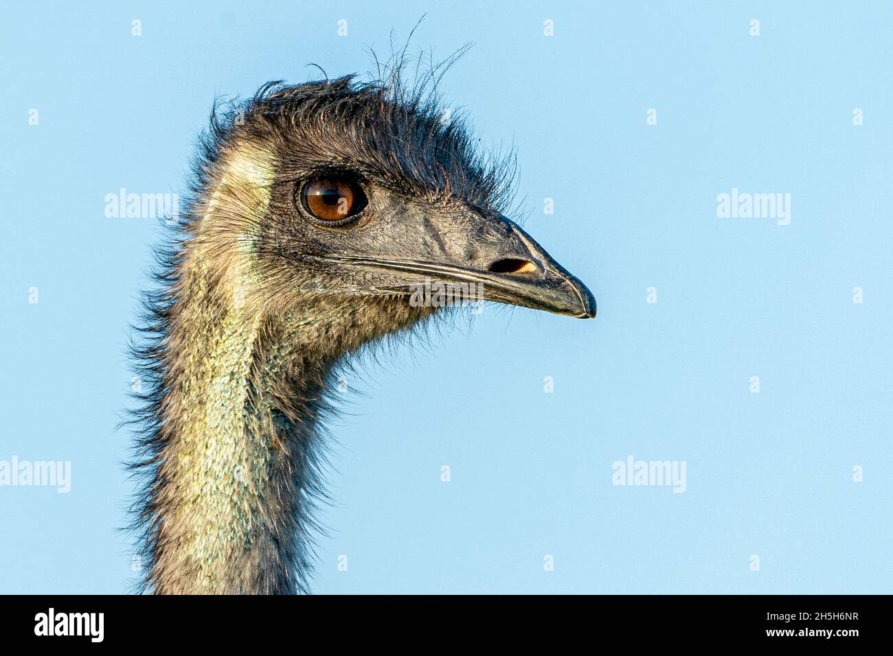 Old man emu hi-res stock photography and images - Alamy