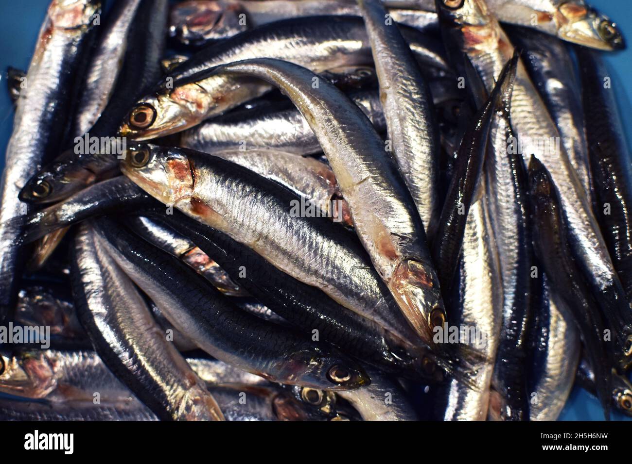 Anchovies in the mediterranean sea hi-res stock photography and images ...