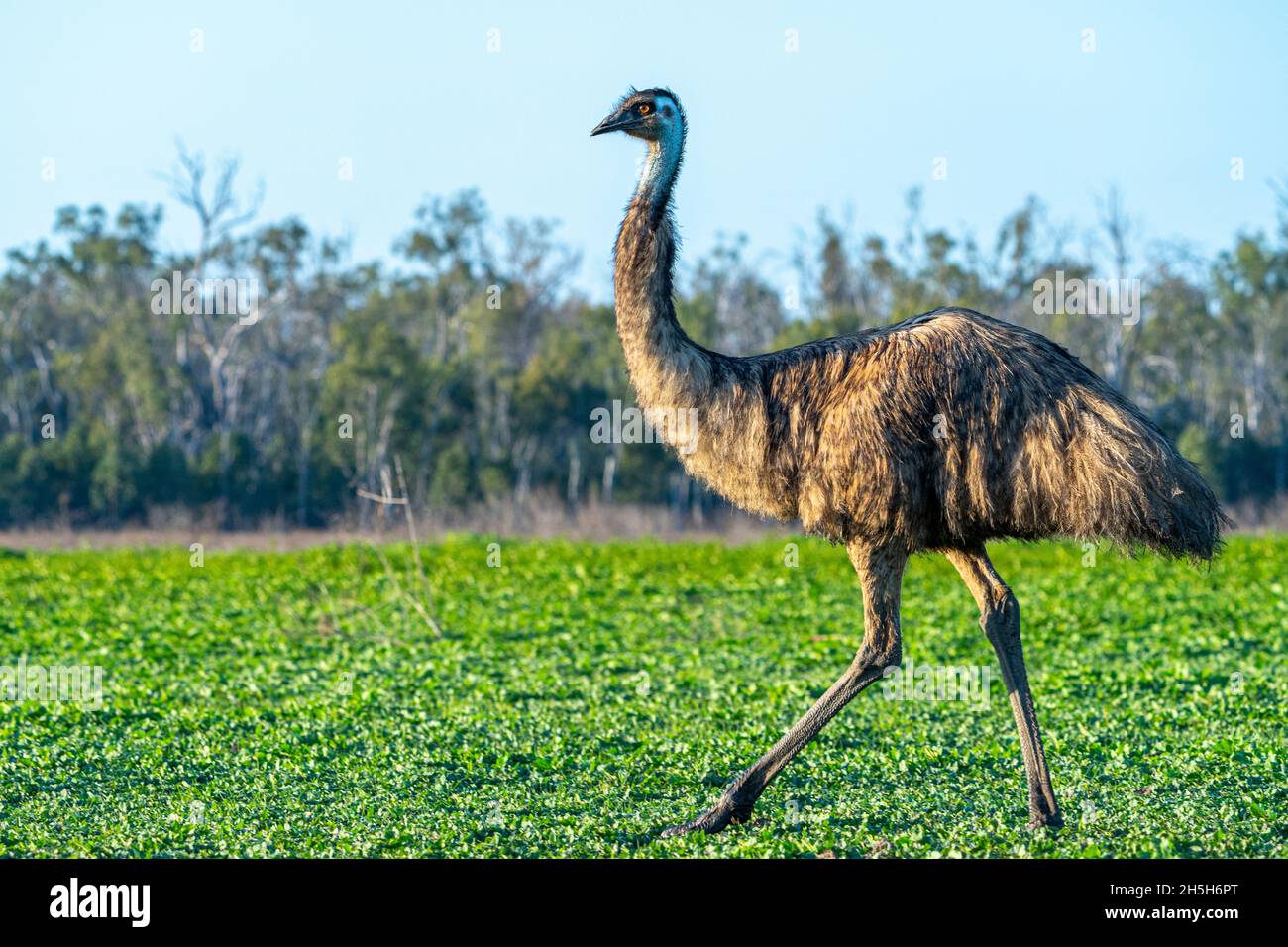 Emus (Dromaius novaehollandiae) walking across paddock. Lake Murphy ...