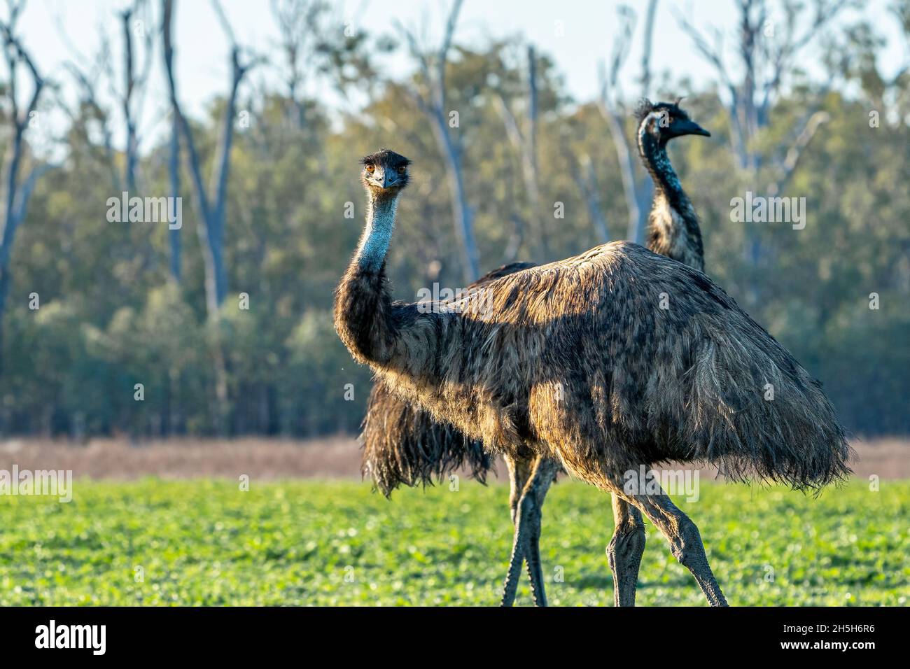 Mob of emus (Dromaius novaehollandiae) walking across paddock at ...