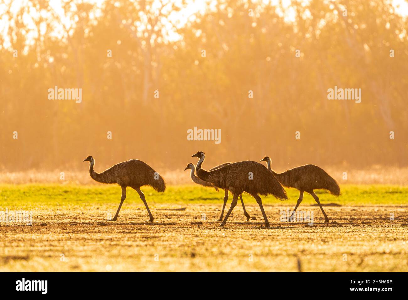 Emus (Dromaius novaehollandiae) walking across paddock at sunrise. Lake ...