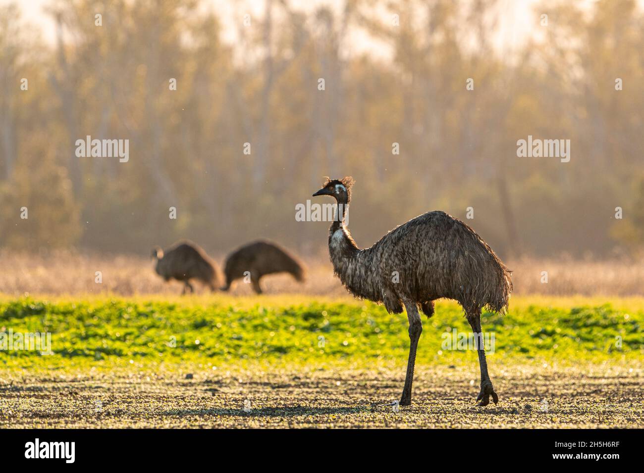 Emus (Dromaius novaehollandiae) walking across paddock at sunrise. Lake ...