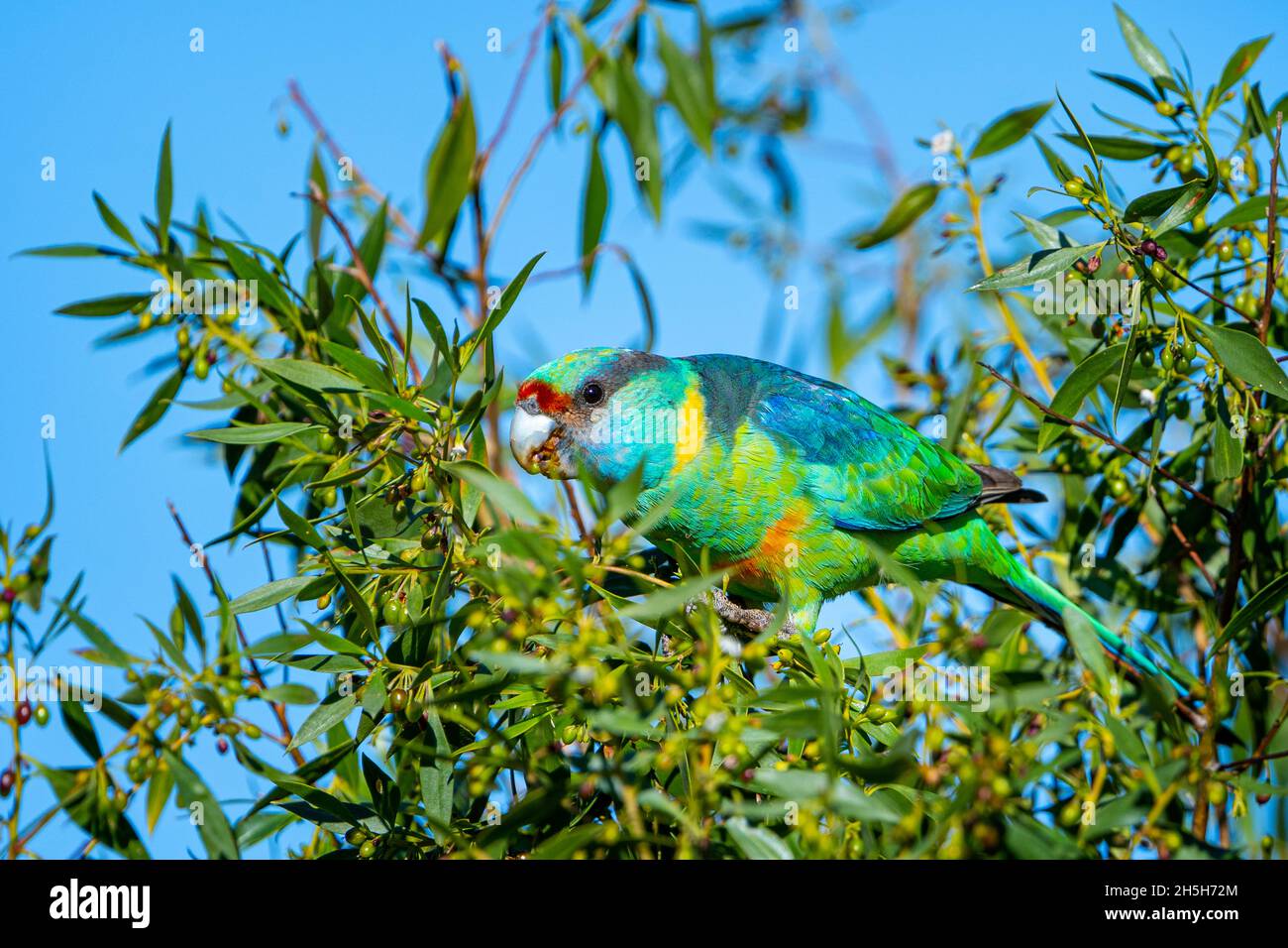 Mallee ringneck (Barnardius zonarius barnardi) in foliage. Cunnamulla ...