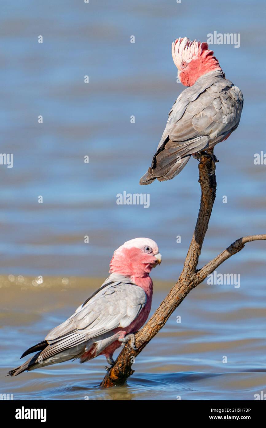 Two Galahs (Eolophus roseicapillus) on stump in waterhole. Cunnamulla ...