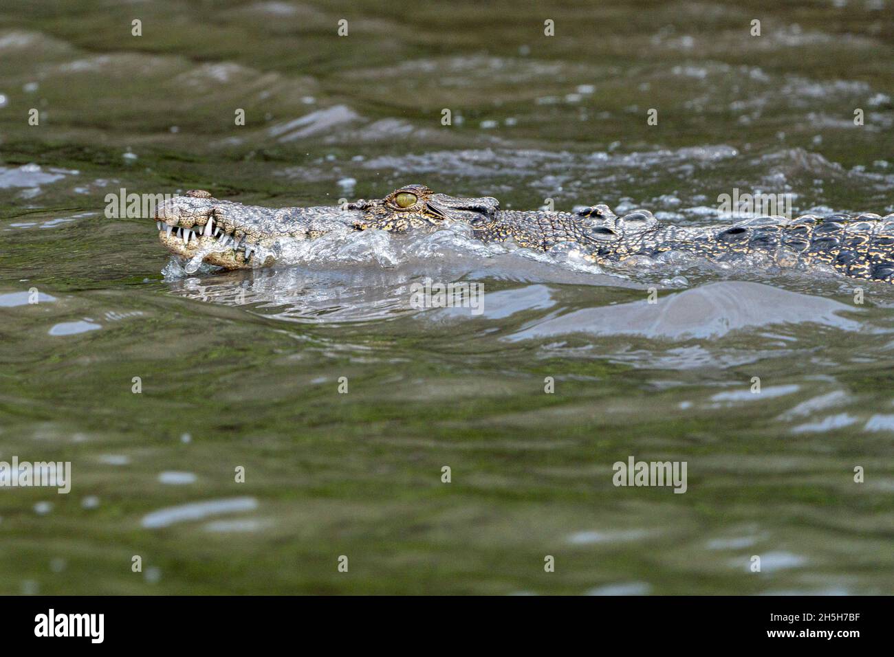 Estuarine crocodile or saltwater crocodile (Crocodylus porosus) swimming in muddy water. North ...