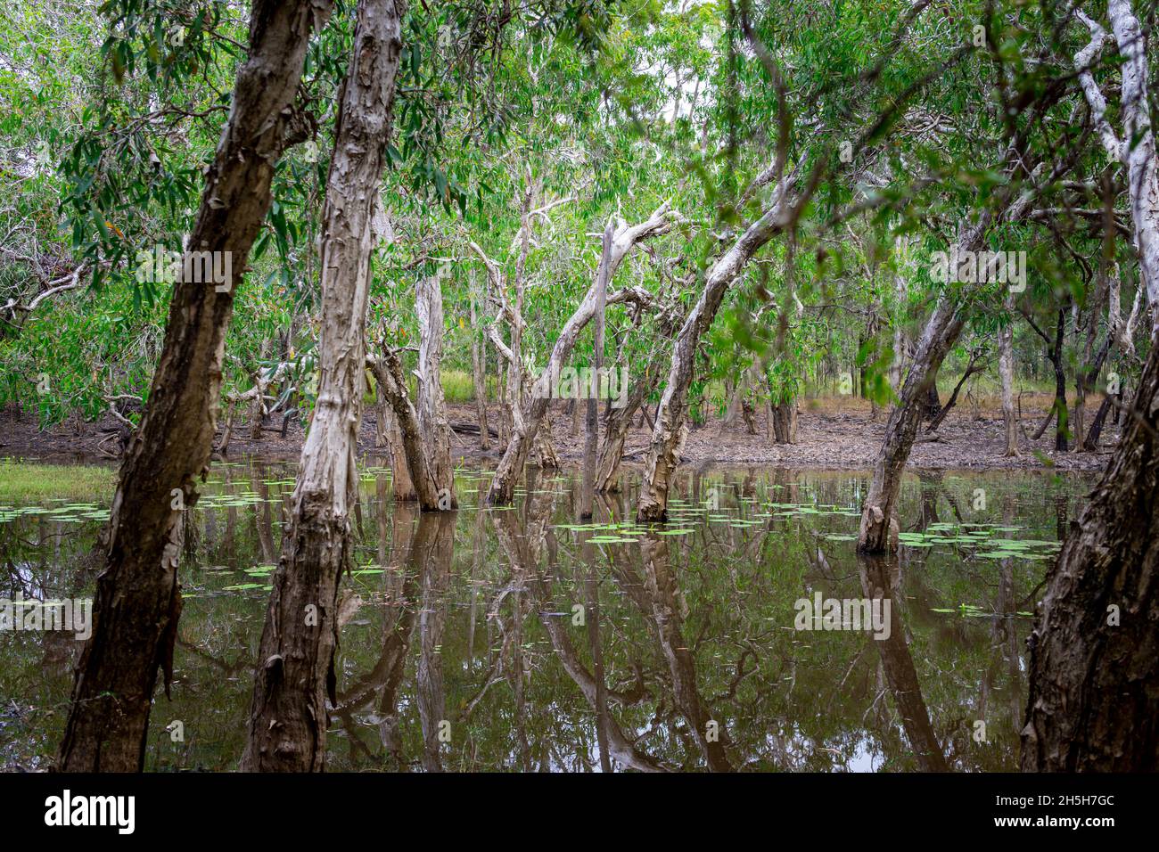 Paperbark Swamp in dry season, Cape York Peninsula, North Queensland ...