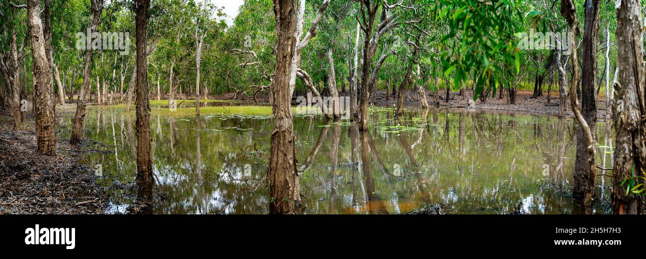 Paperbark Swamp in dry season, Cape York Peninsula, North Queensland ...