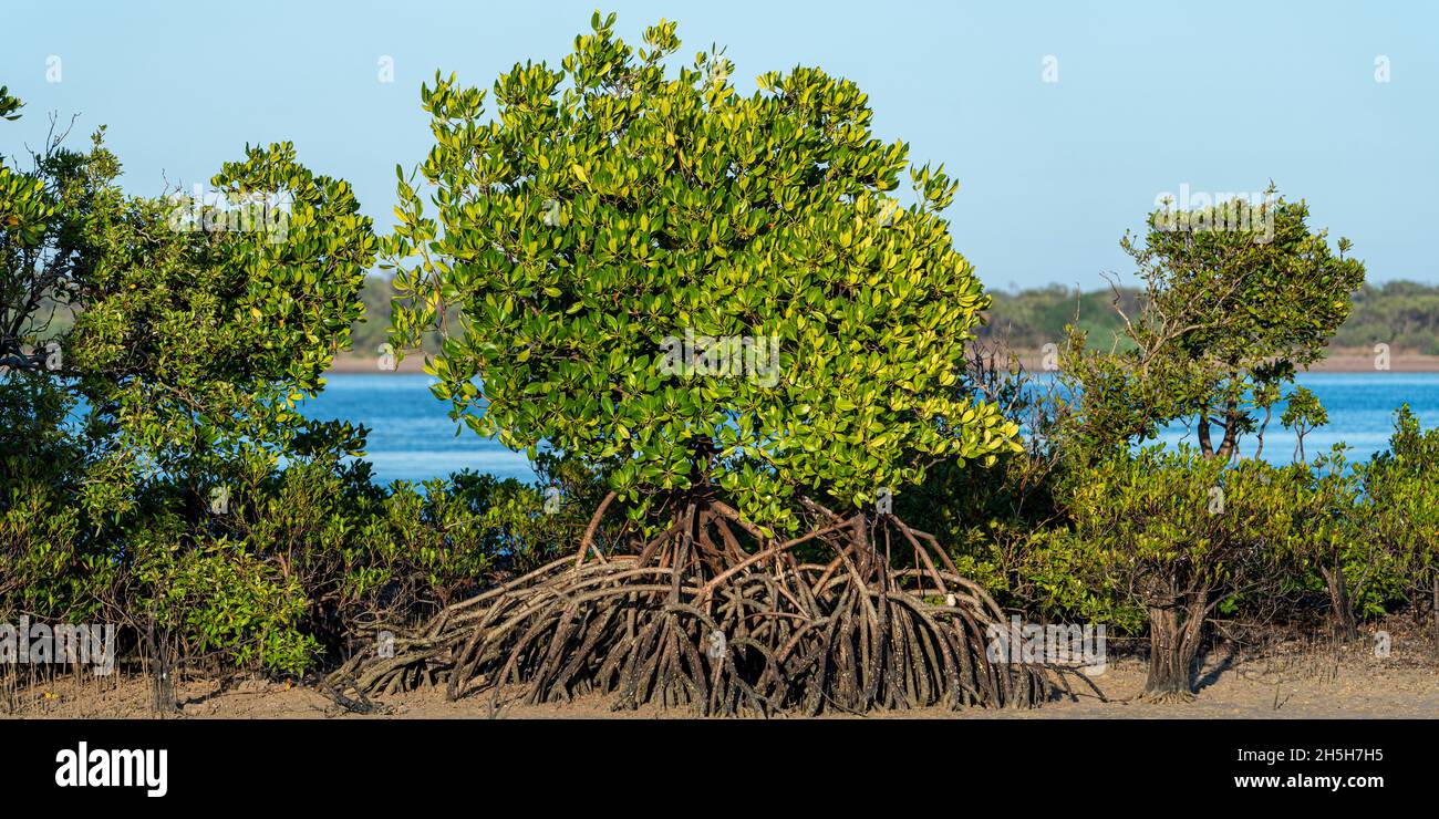 Mangrove stilt roots at low tide hi-res stock photography and images ...