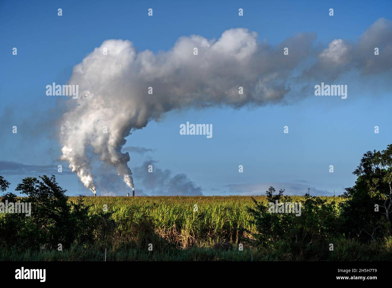 Steam rising from sugar mill stacks, North Queensland, Australia Stock ...